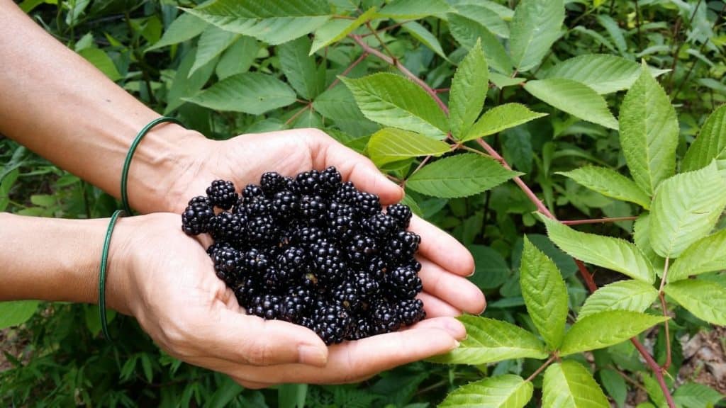 Blackberries: Choosing And Planting The Right Varieties - Homestead Advisor