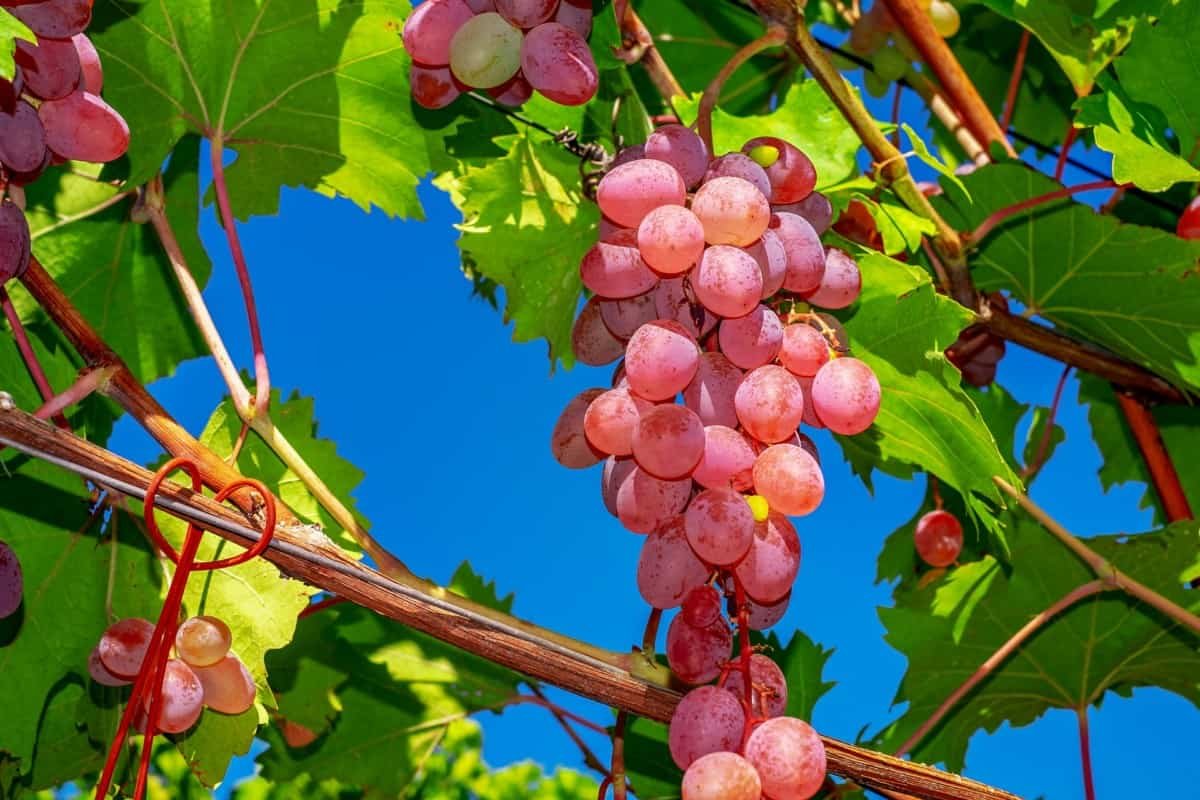 How To Make Redneck Wine – Homestead Advisor
