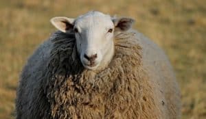Hair Sheep Breeds, Traits, And Why You Should Raise Them - Homestead ...