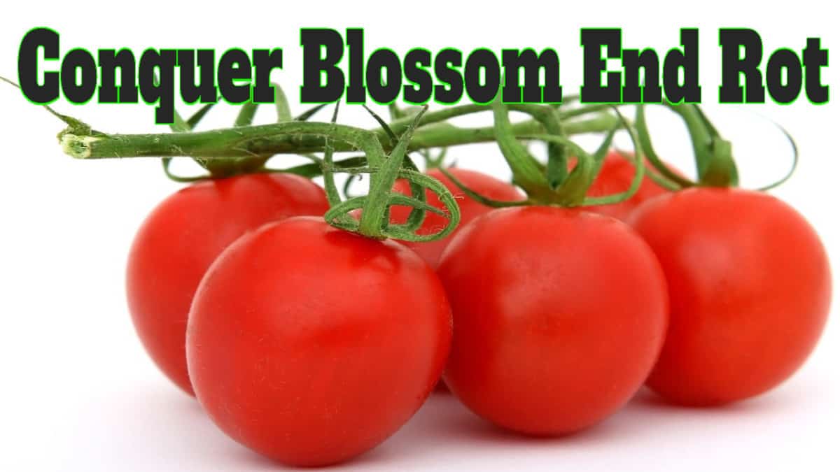 Tomato Blossom End Rot – What Is It? How To Control It? What Works ...
